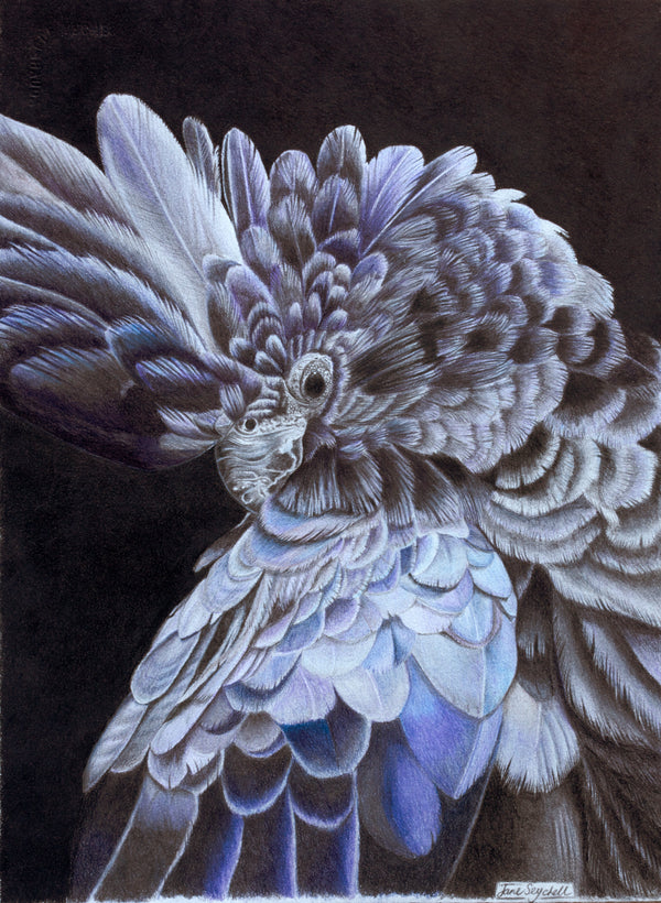 Black cockatoo pose – Jane Seychell Artist